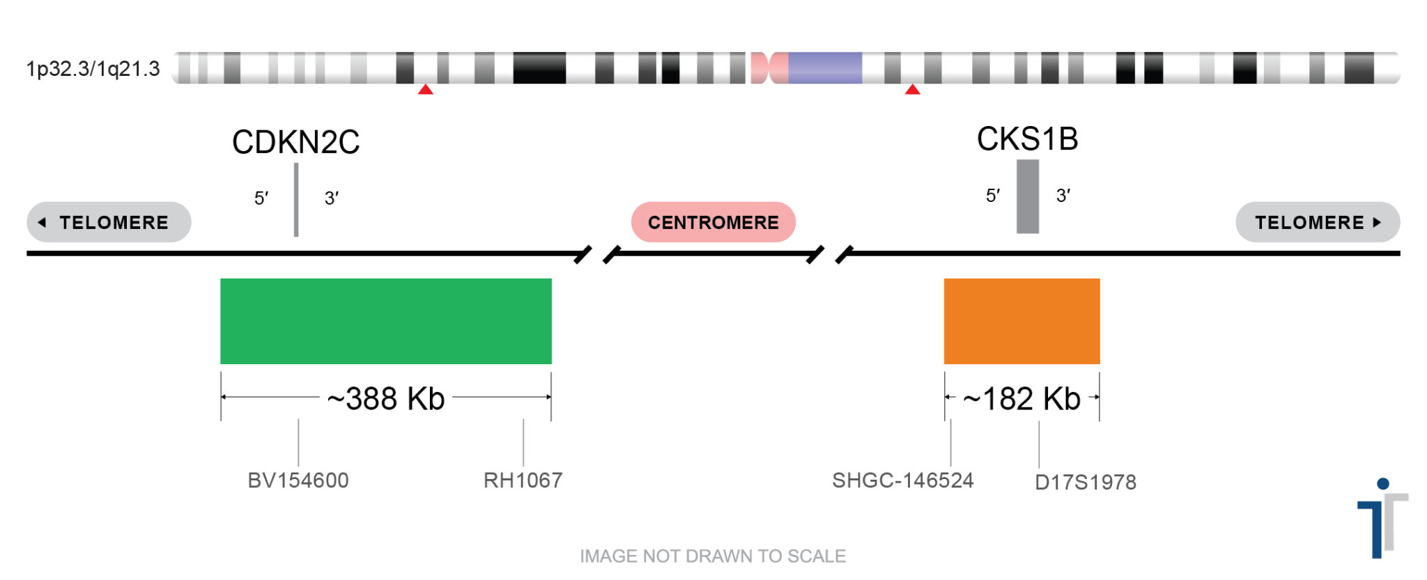 1P1Q FISH Probe - Empire Genomics