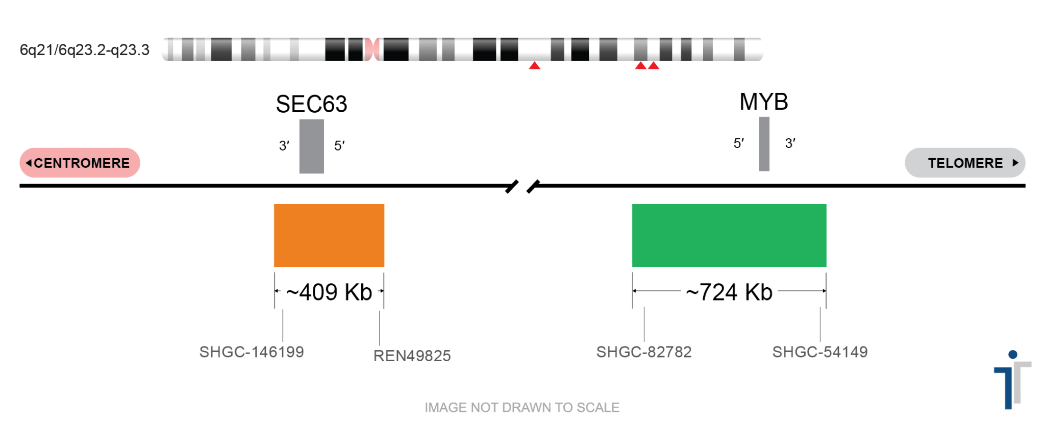 6Q21/MYB FISH Probe - Empire Genomics