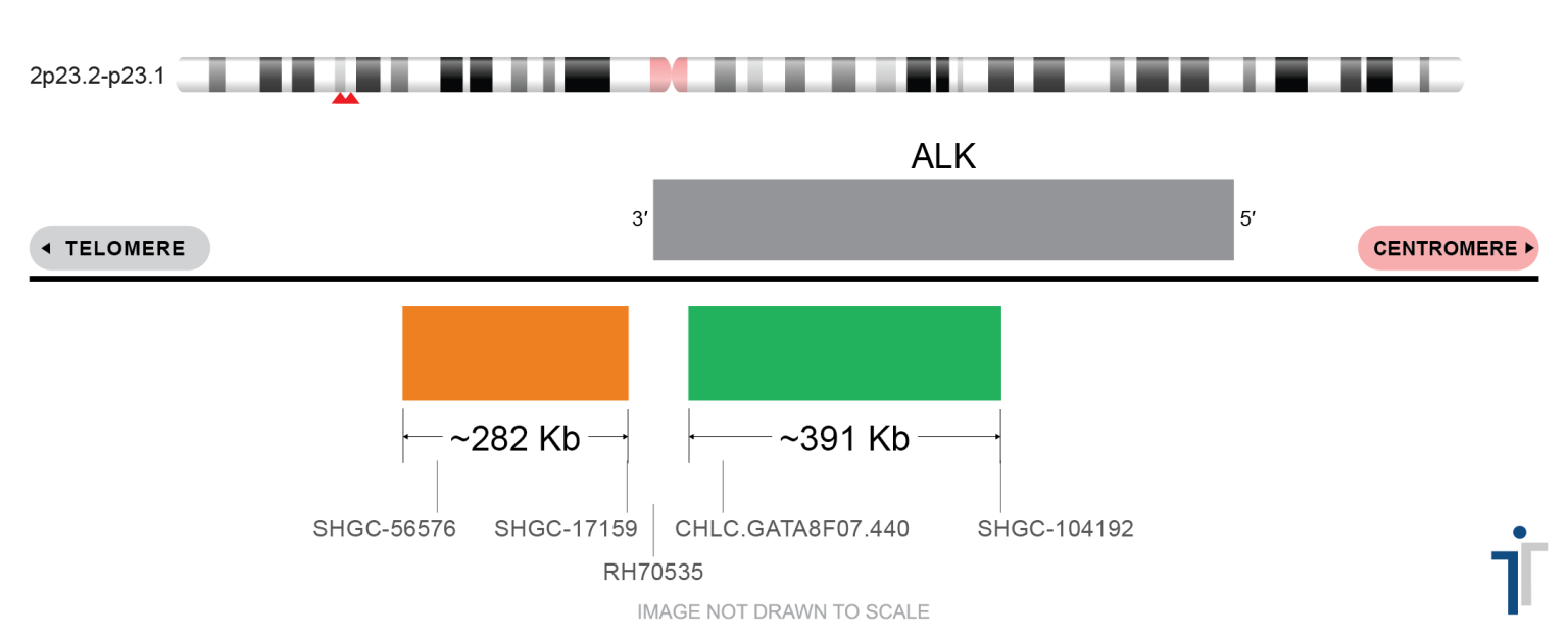 The First Choice in FISH Probes | - Empire Genomics