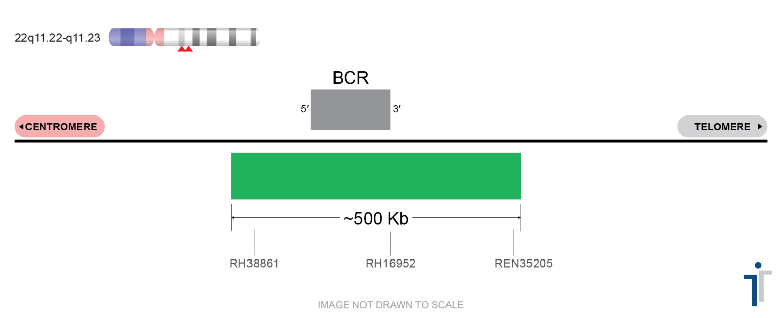 The First Choice in FISH Probes | - Empire Genomics