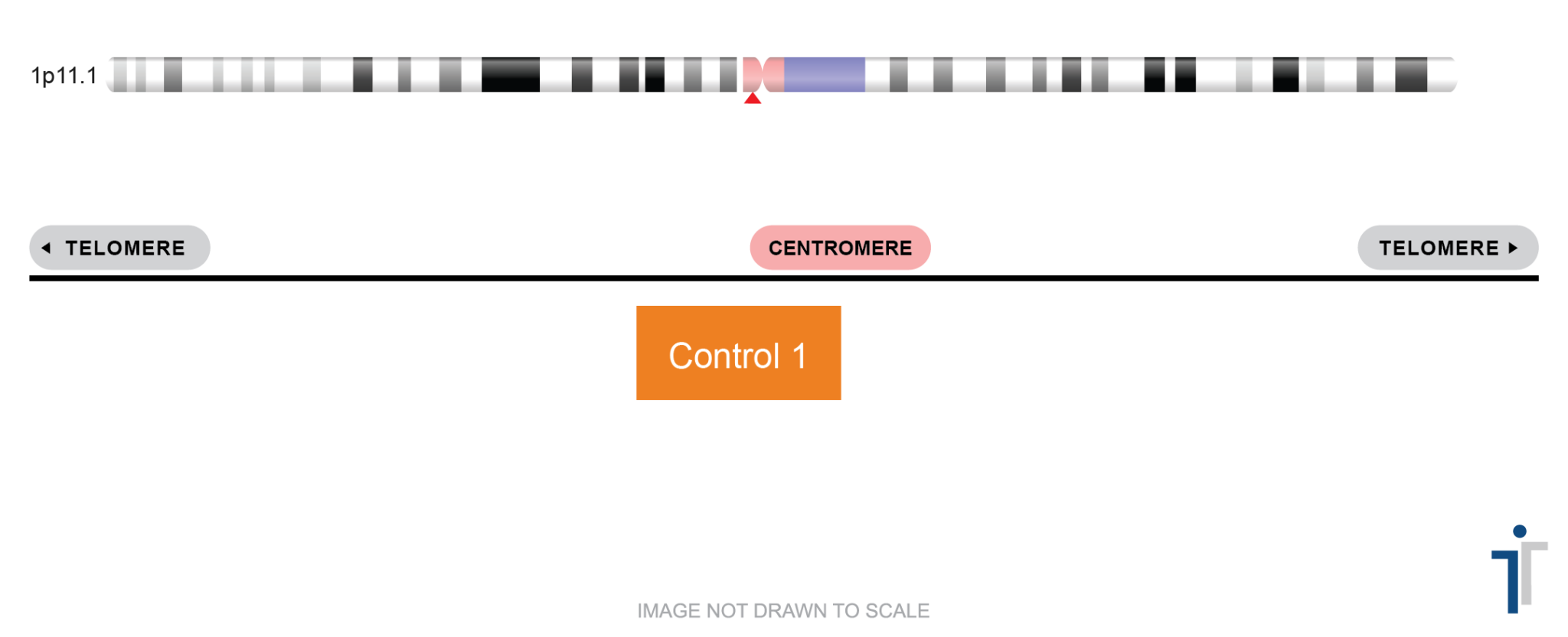 Chromosome 01 Control FISH Probe - Empire Genomics