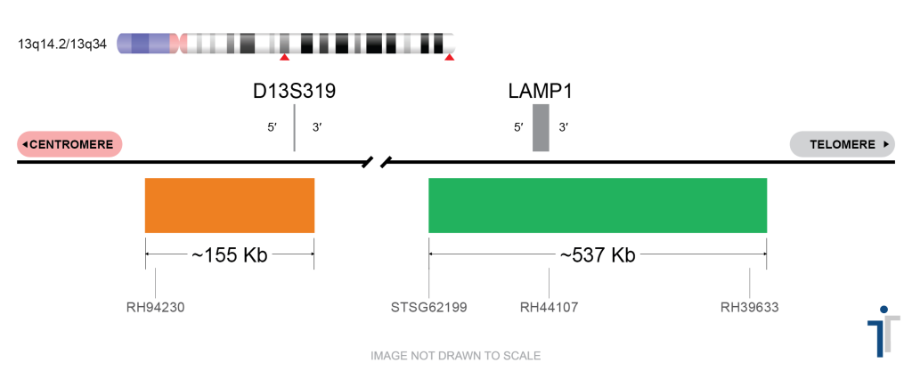 The First Choice in FISH Probes | - Empire Genomics