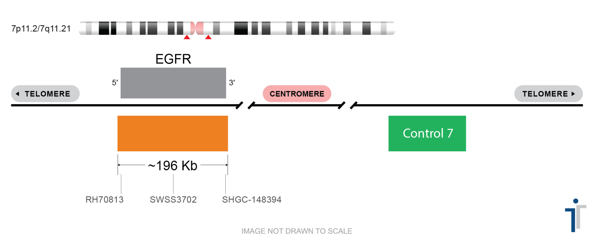 EGFR/CON7 FISH Probe - Empire Genomics